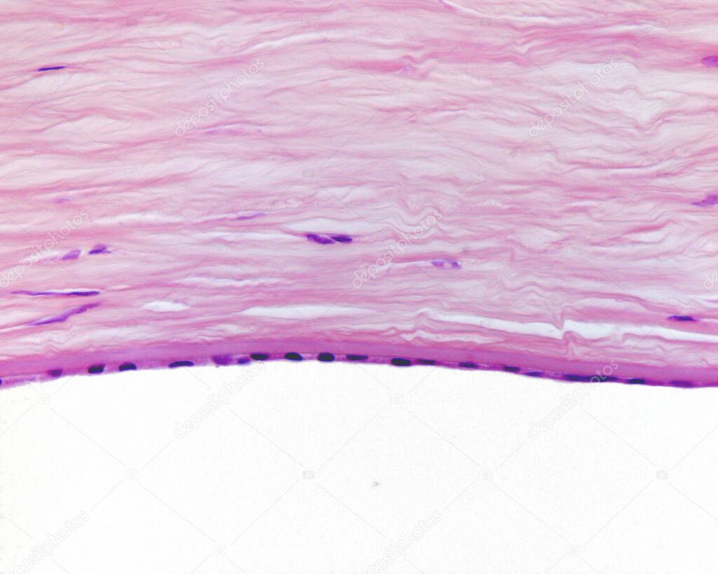 Capas internas de la córnea del ojo que muestran, de arriba a abajo, el ...