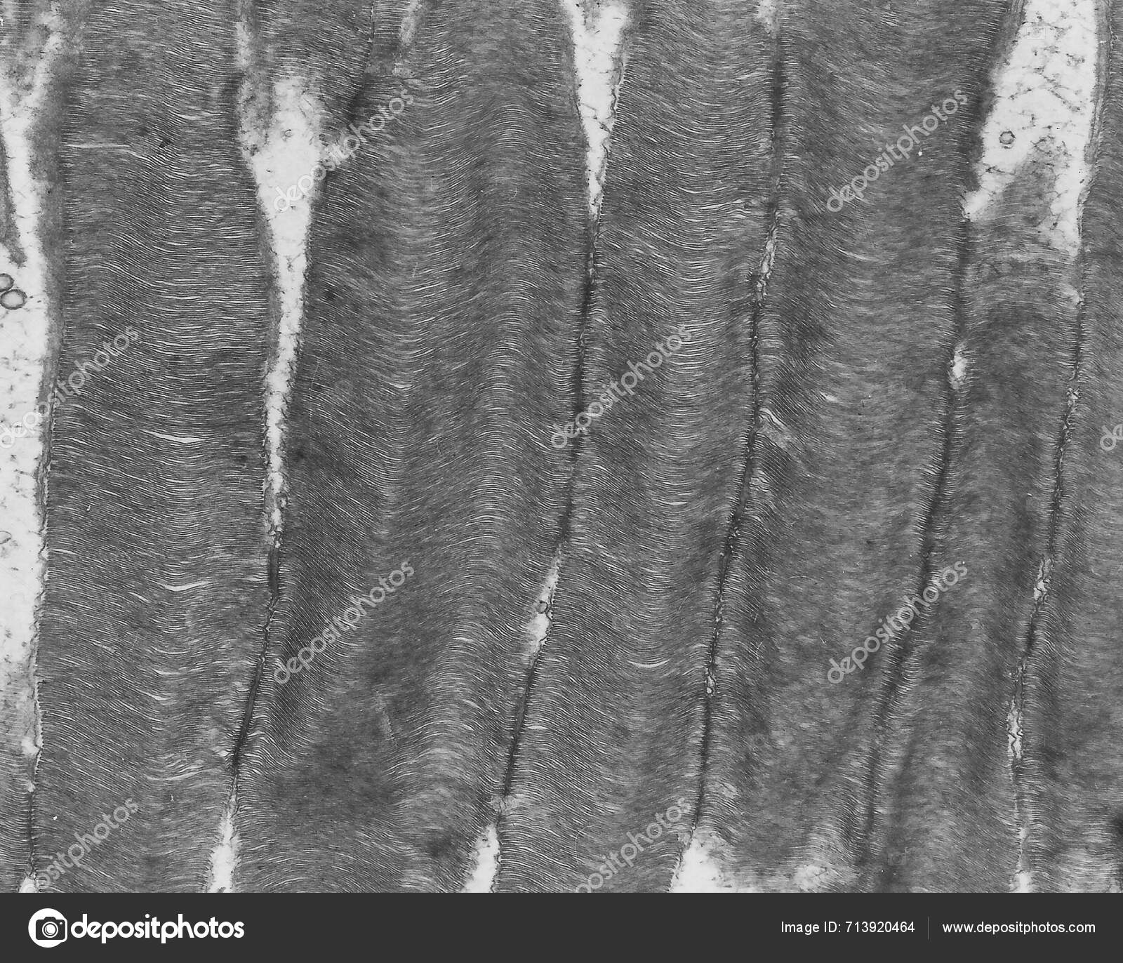 Transmission Electron Micrograph Tem Showing Photoreceptor Outer ...