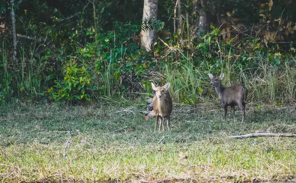 Swamp deer Stock Photos, Royalty Free Swamp deer Images | Depositphotos