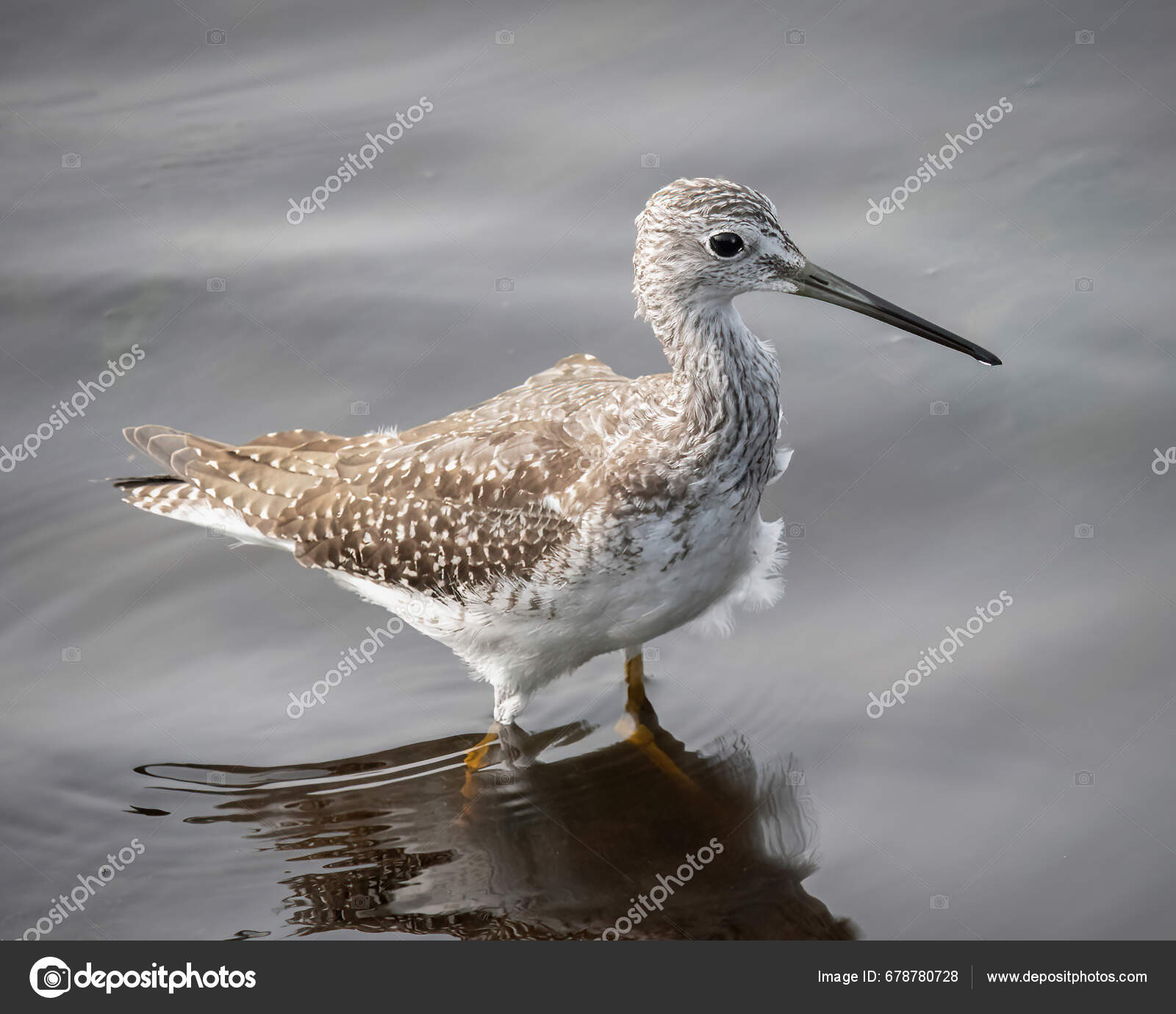 Greater Yellowlegs Mattapoisett River Estuary Massachusetts Stock Photo ... Greater Yellowlegs Mattapoisett River Estuary Massachusetts Stock Photo ...