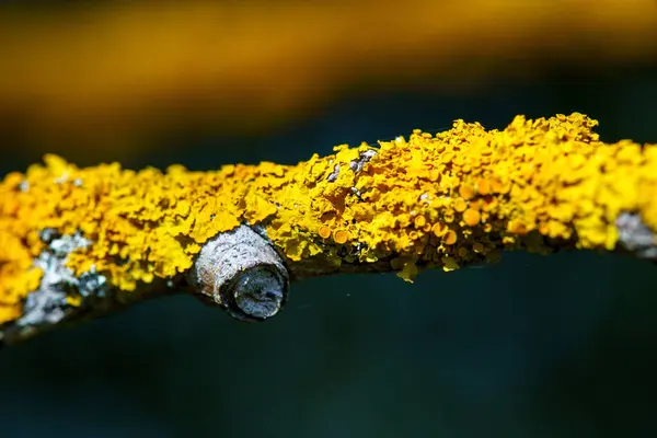 Lichenized fungi Stock Photos, Royalty Free Lichenized fungi Images ...