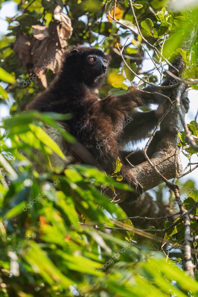 Sifaka de Milne-Edwards Propithecus edwardsi, hermoso primate en ...