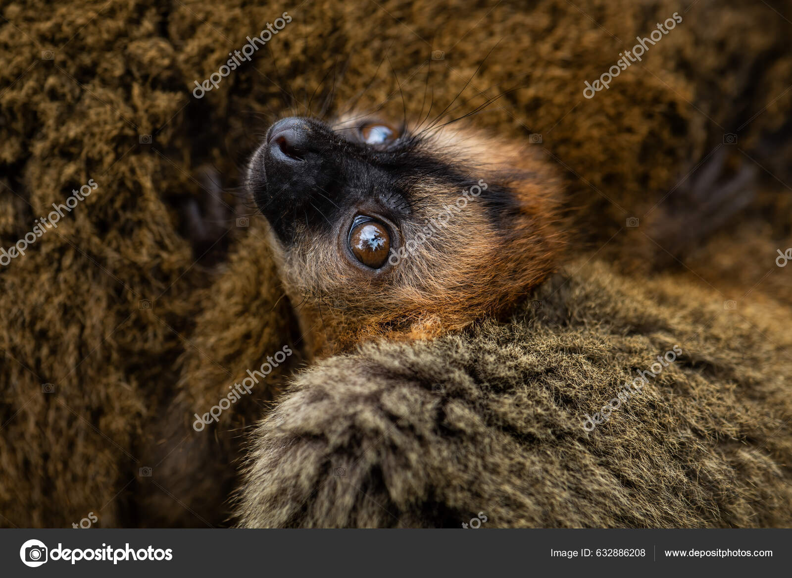 Madagascar Sloth Cute Animals