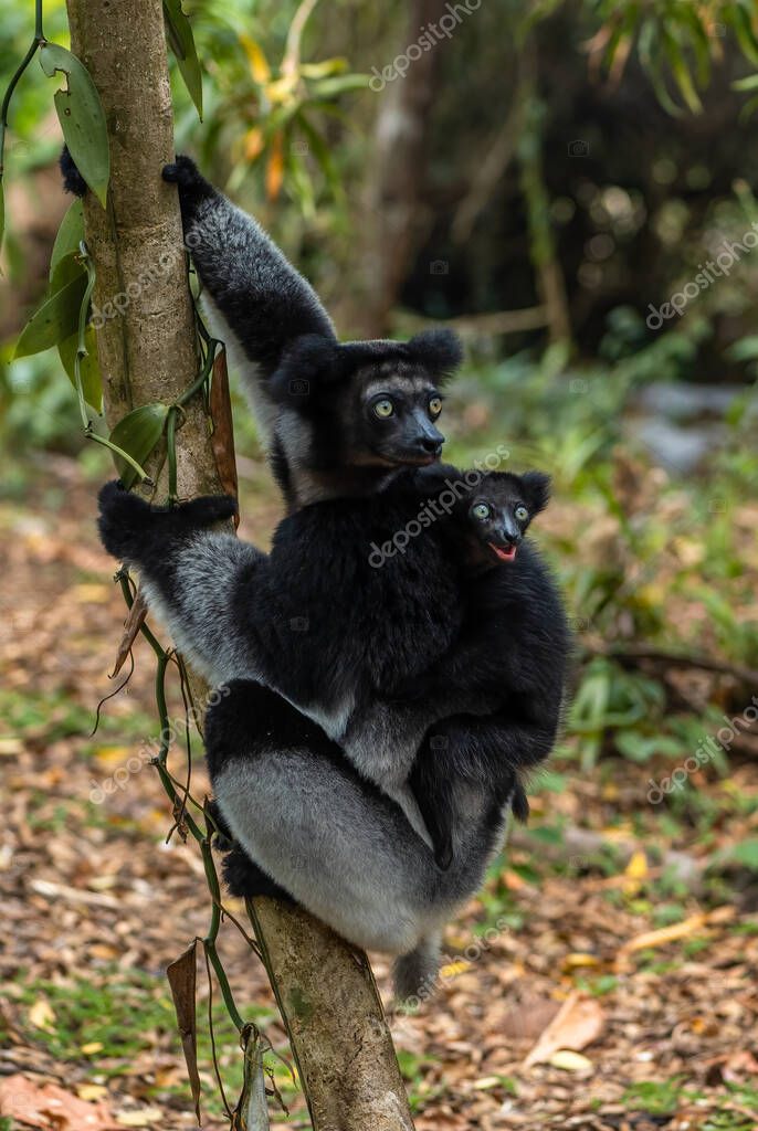 Indri - Indri indri, selva Madagascar costa este, lindo primate, Madagascar endemite. El lémur ...