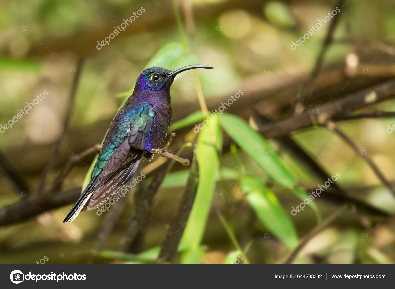 Blue Purple Hummingbird