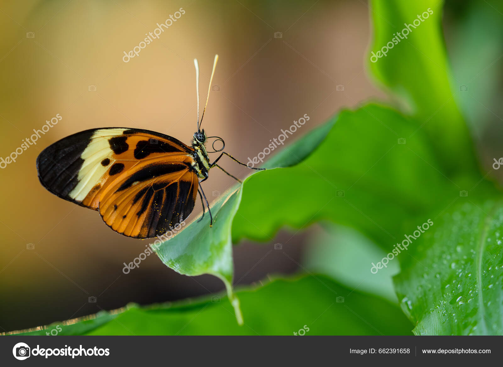 Orange Heliconius