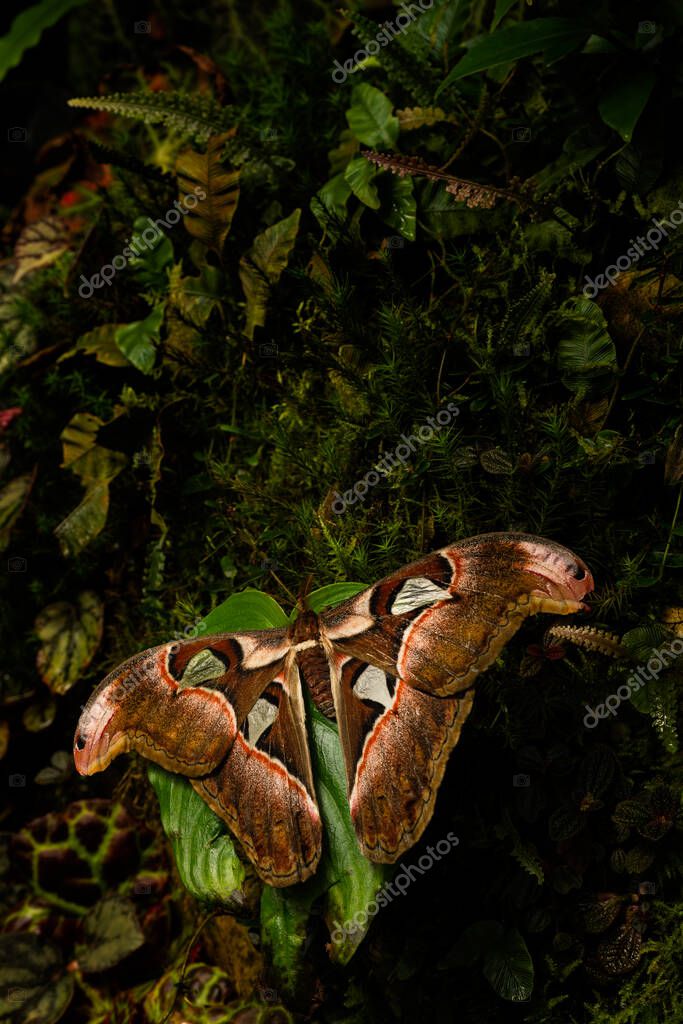 Atlas Moth - Attacus atlas, hermosa polilla icónica grande de bosques y ...