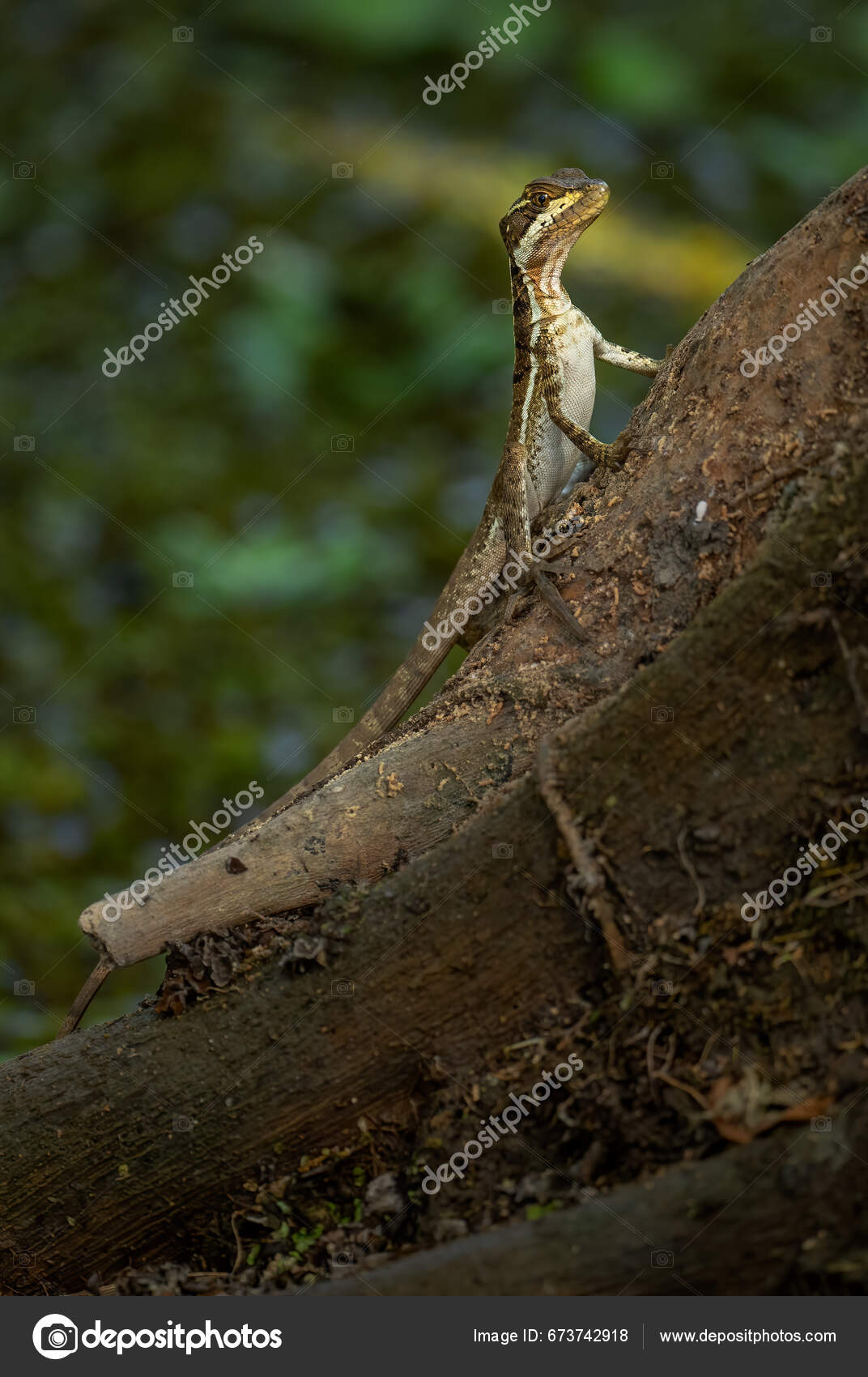 Basilisco Marrón Basilisco Vittatus Hermoso Lagarto Marrón Grande Los ...