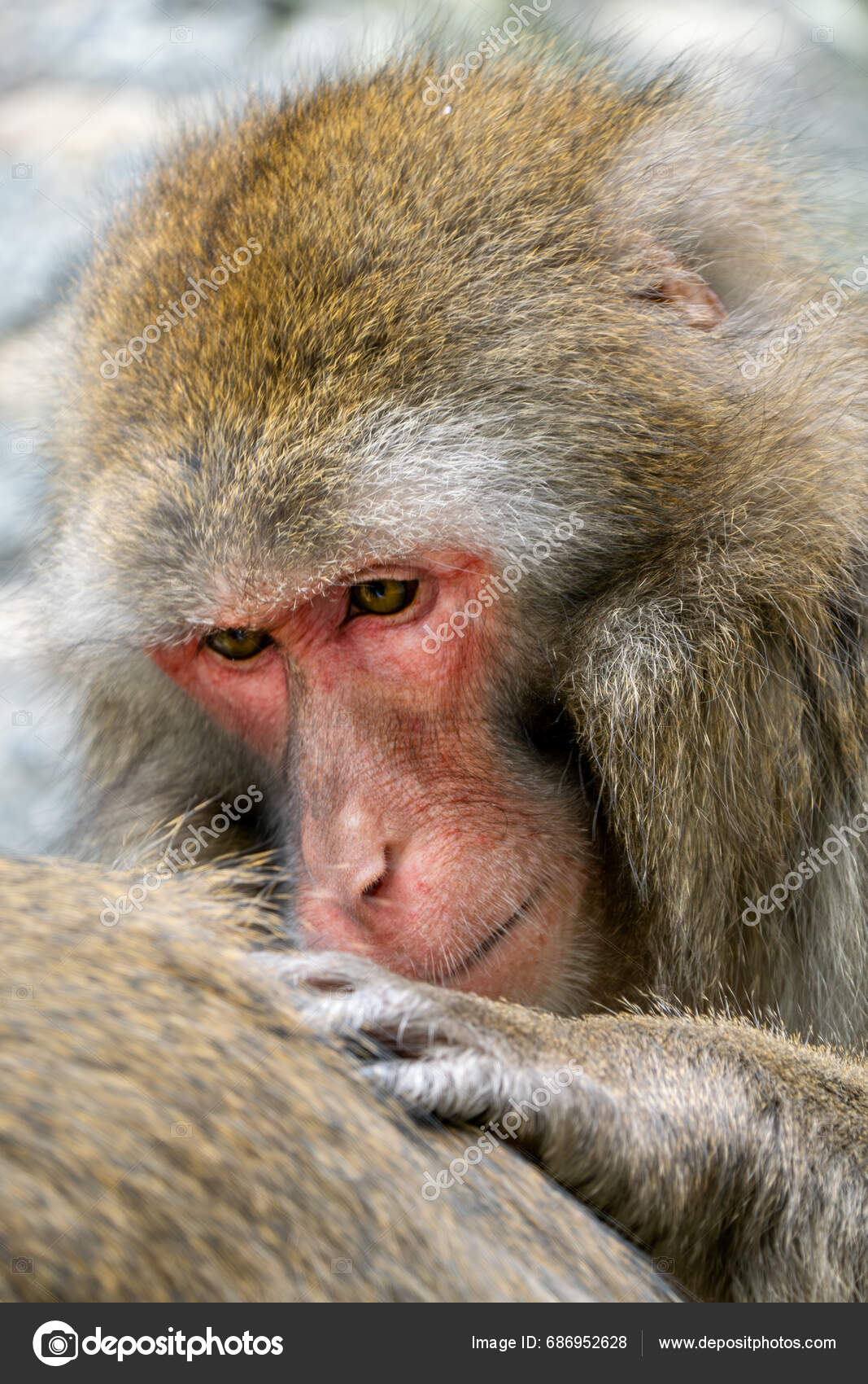 Macaque Jepang Macaca Fuscata Primata Unik Yang Cantik Asli Dari — Foto ...