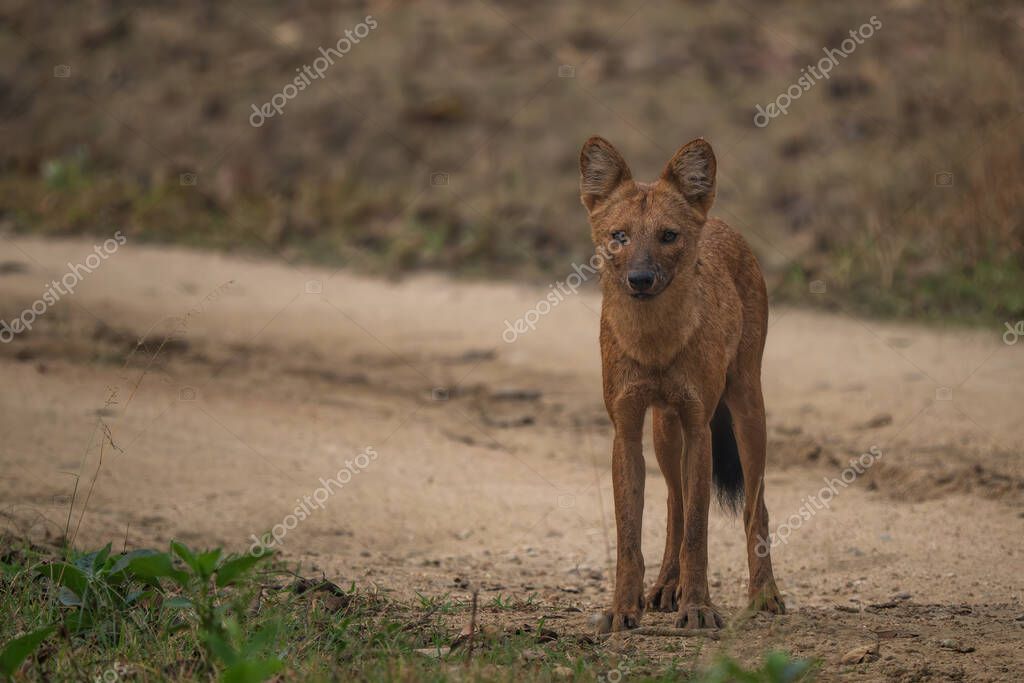 Agujero - Cuon alpinus, hermoso perro salvaje indio icónico de los ...
