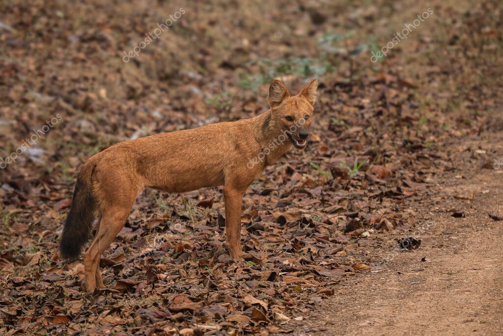 Agujero - Cuon alpinus, hermoso perro salvaje indio icónico de los ...