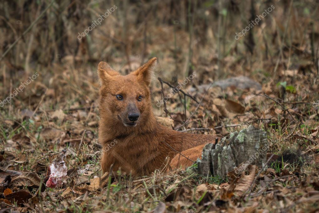 Agujero - Cuon alpinus, hermoso perro salvaje indio icónico de los ...