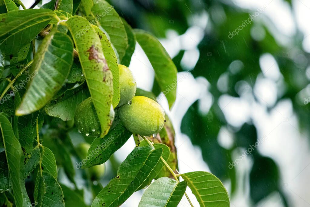 Nuez y hojas en un árbol en tiempo lluvioso 2023