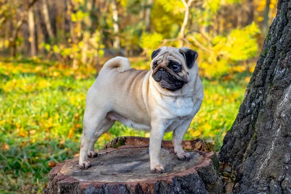 Stump dog Stock Photos, Royalty Free Stump dog Images | Depositphotos
