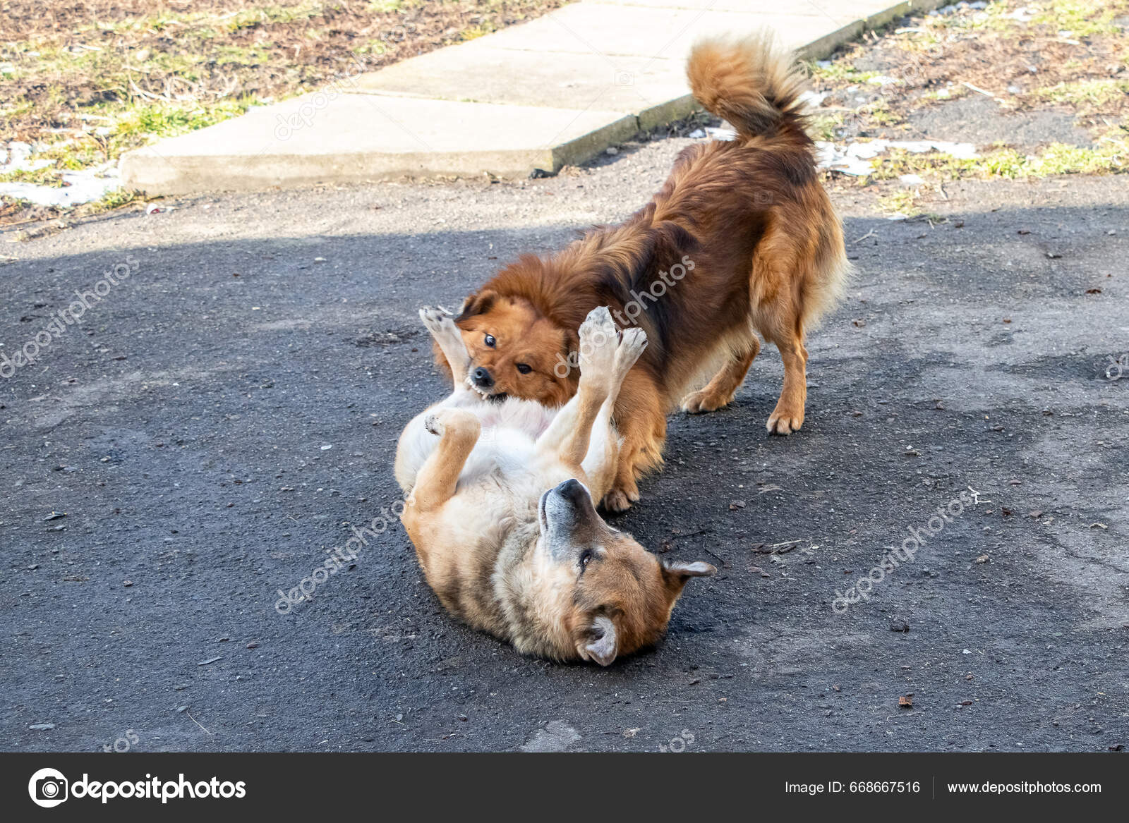 Aggressive Dog Bites Another Dog Lying Ground — Stock Photo ...