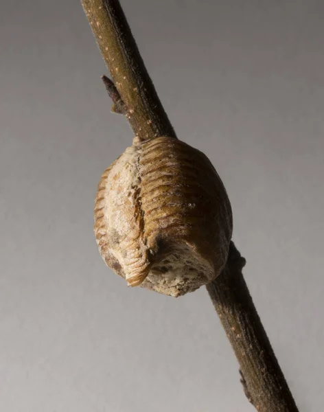 Mantis religiosa europea 'Ootheca' (caja de huevo). Mantis religiosa. 2024