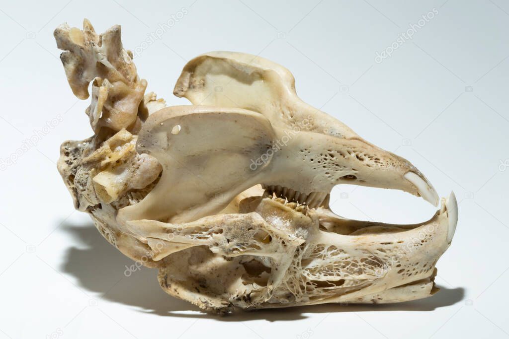 Cráneo de liebre sobre fondo blanco. Roedor (Lepus timidus). Los huesos ...