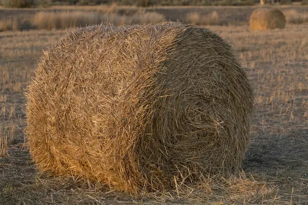 Pile of hay balls Stock Photos, Royalty Free Pile of hay balls Images ...