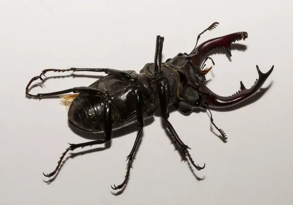 Lucanus cervus es una especie de coleóptero de la familia Lucanidae ...
