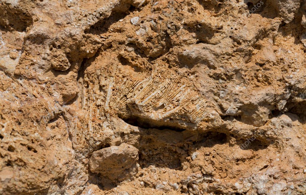 Corales fósiles del Mar Rojo. Criaturas antiguas, convertidas en piedra ...