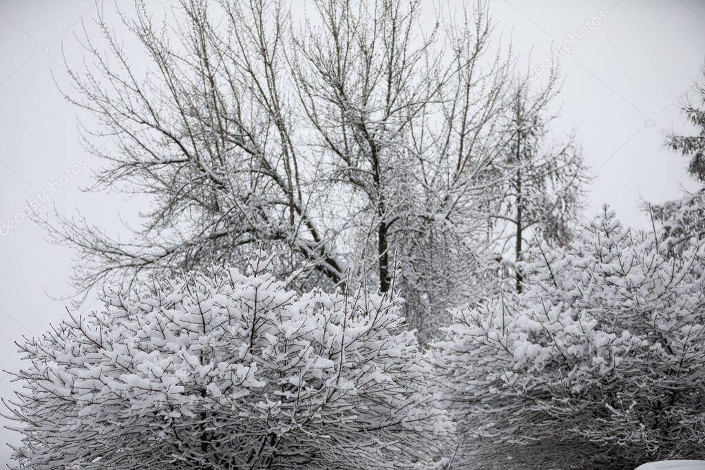 Una vista de las coronas de árboles y ramas superiores de arbustos ...