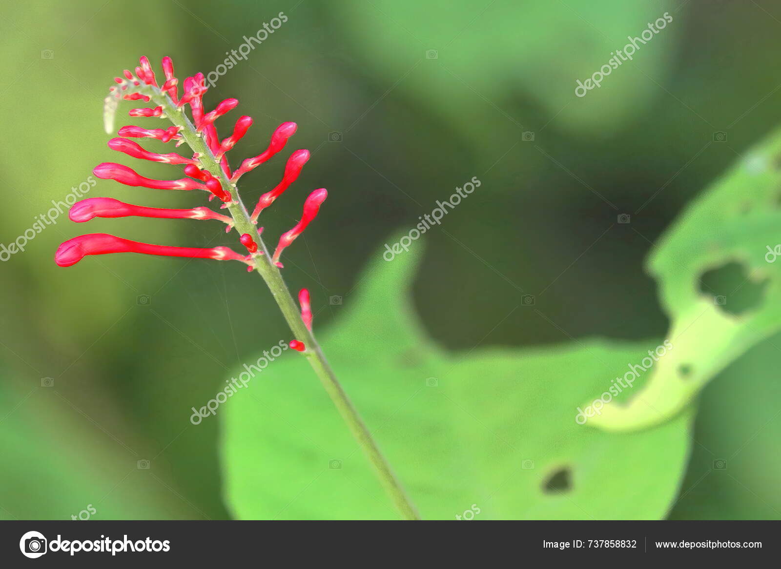 Terminal Inflorescence Cardinal's Guard Flowers Odontonema Cuspidatum ...