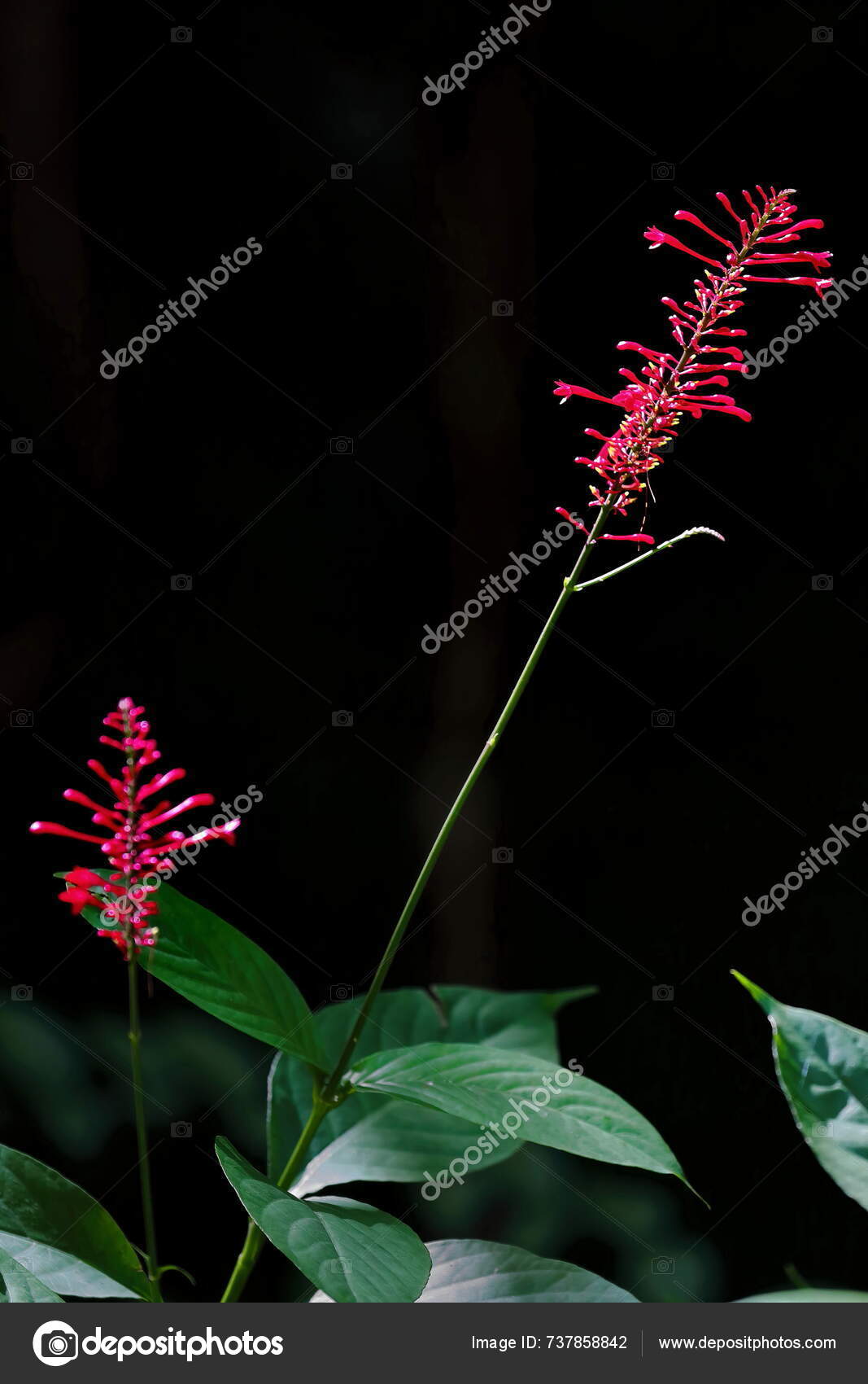 Terminal Inflorescences Cardinal's Guard Flowers Odontonema Cuspidatum ...