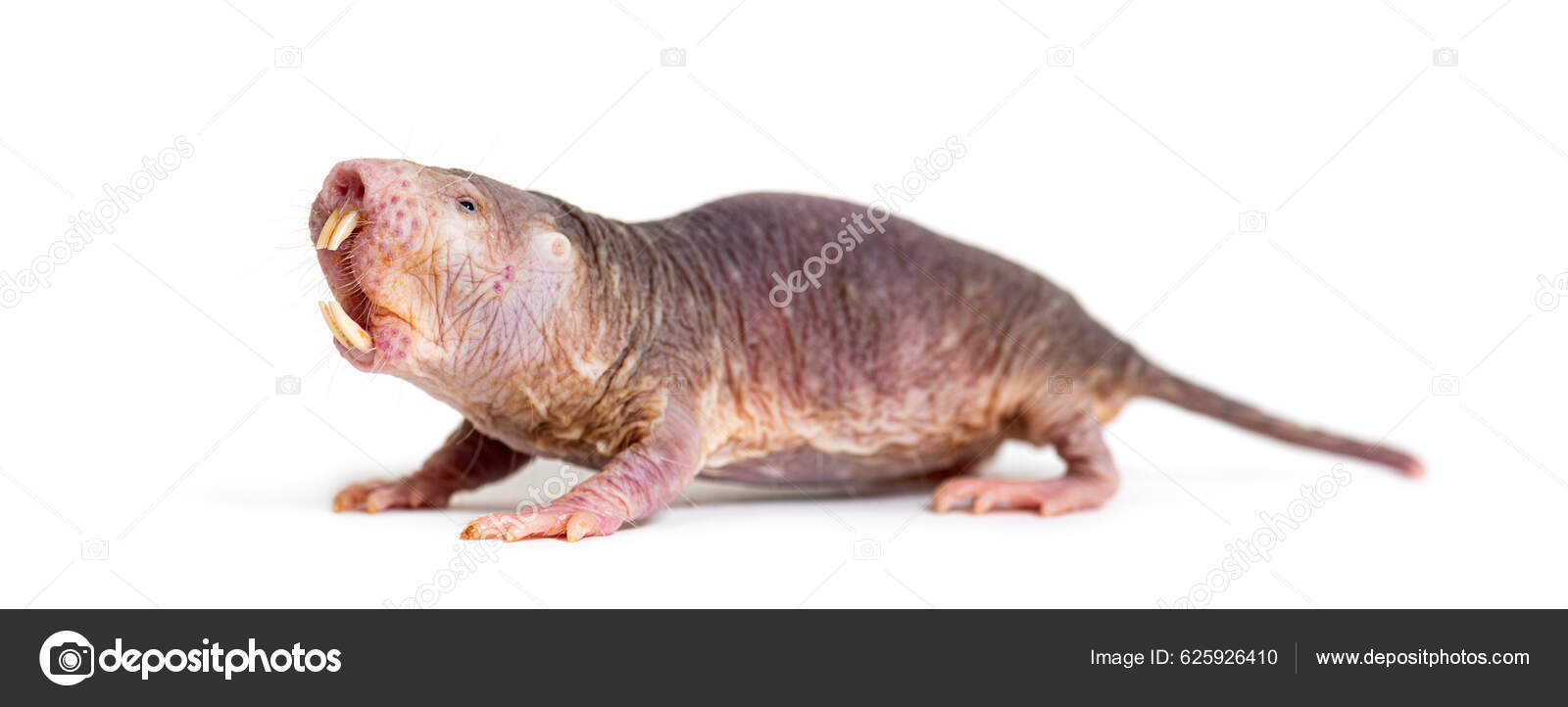Naked Mole Rat Hairless Rat Heterocephalus Glaber Isolated Wihte ...