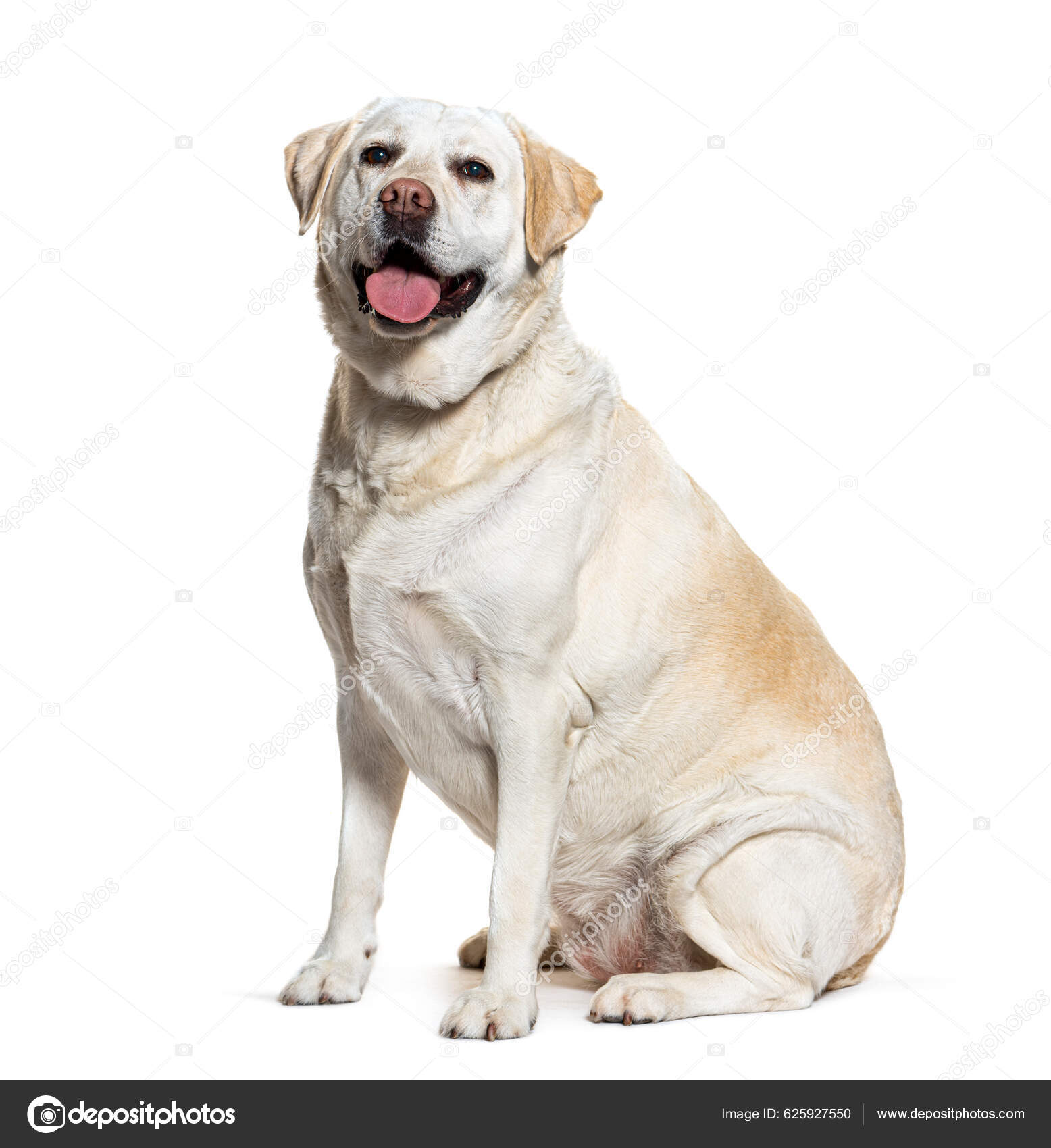 How Long Does A Fat Labrador Live