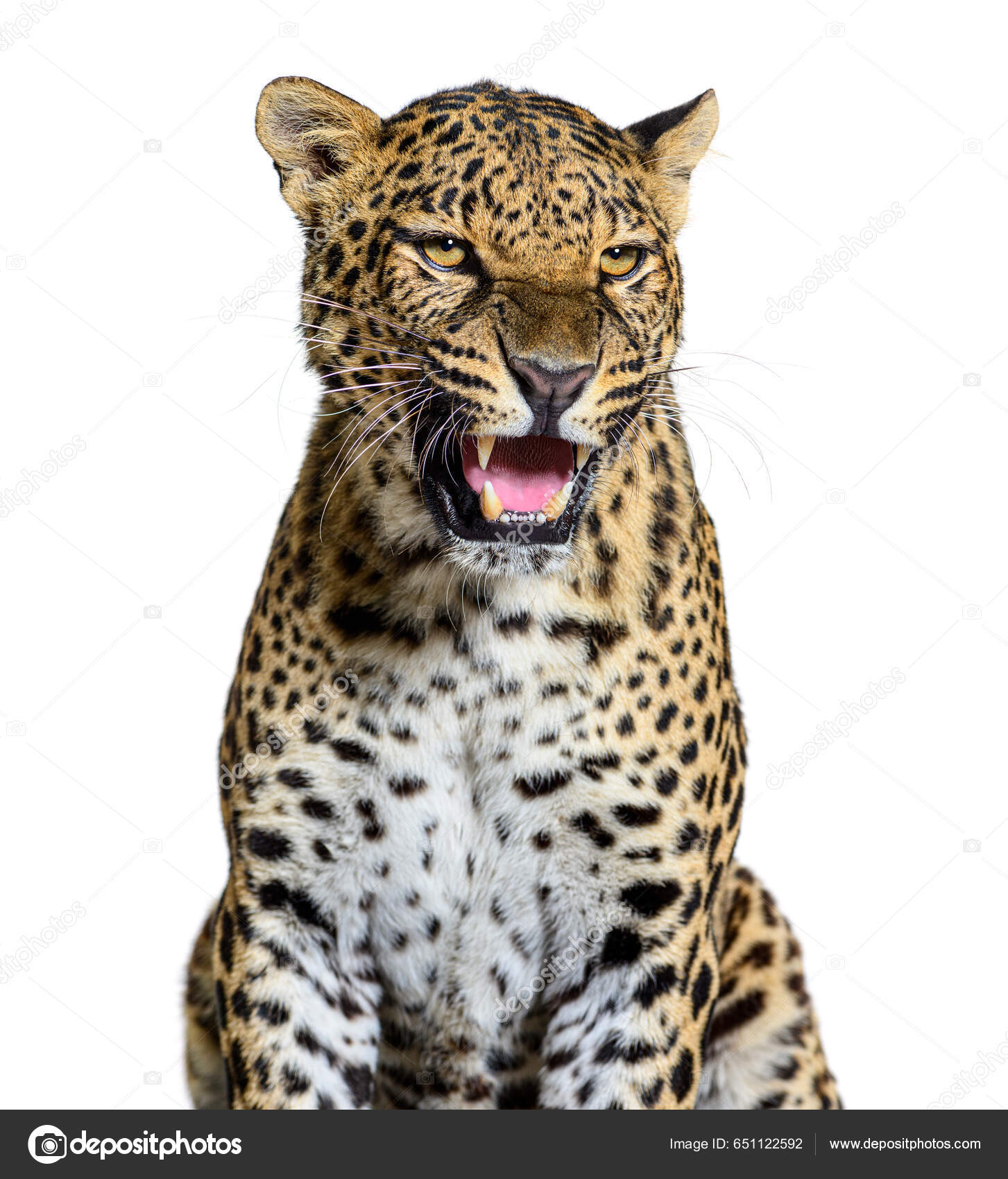 Leopard Roaring