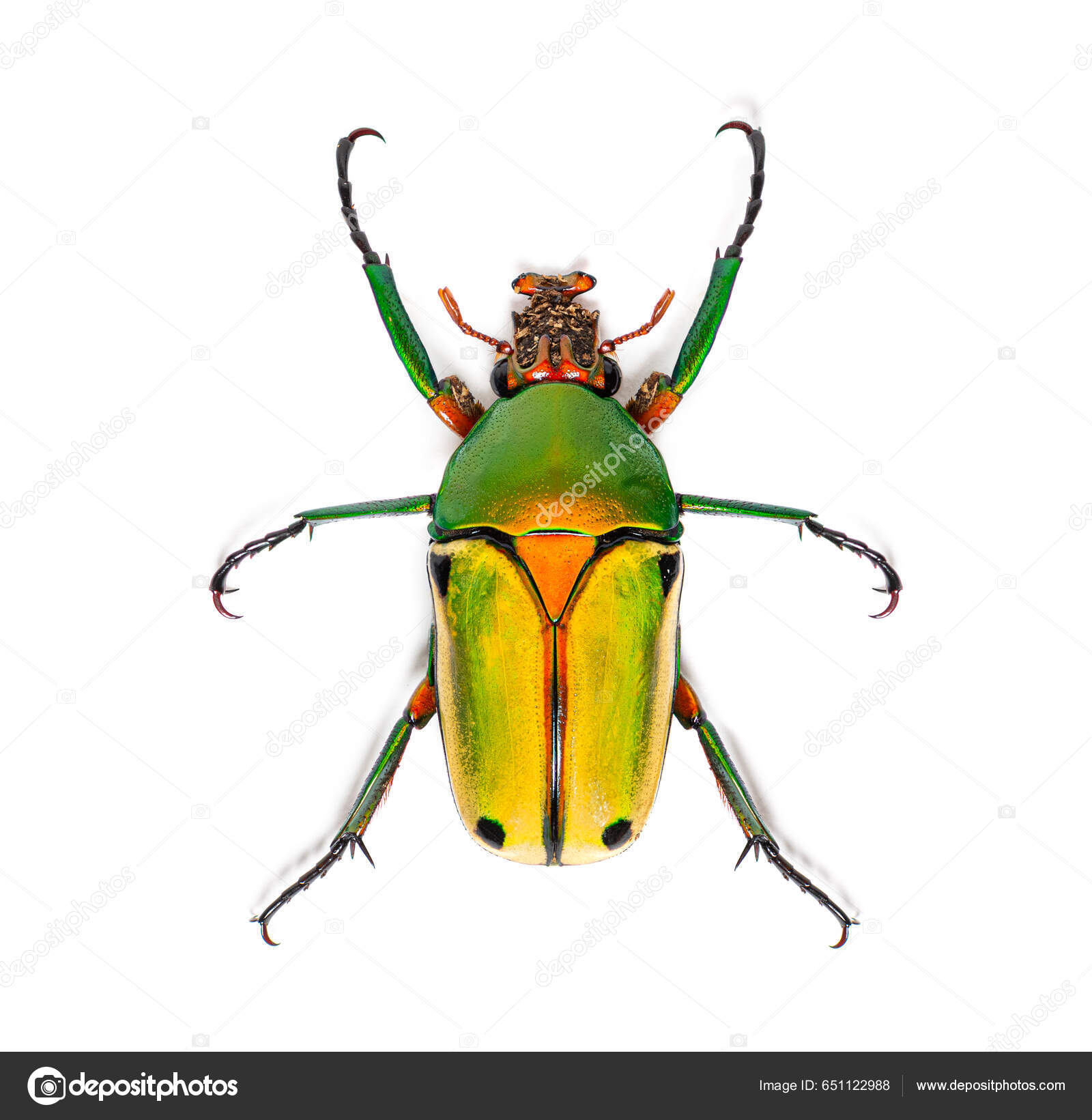 Kumbang Bunga Chlorocala Quadrimaculata Terisolasi Atas Putih — Foto ...