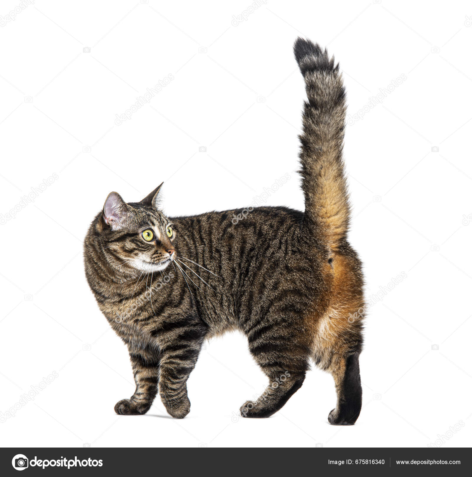 Side View Striped Tabby Crossbreed Cat Walking Looking Back Tail ...