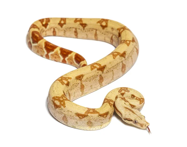Yellow boa constrictor Stock Photos, Royalty Free Yellow boa ...