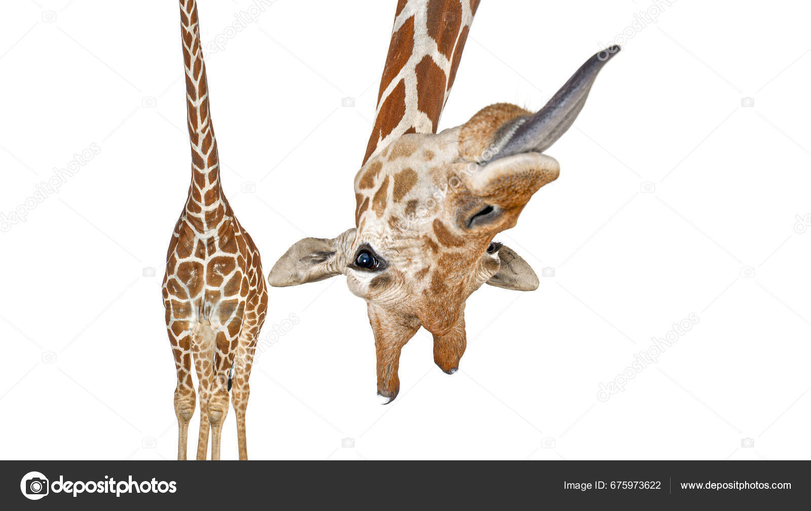Portrait Funny Cute Giraffe Upside Sticking Tongue Out Head Perspective ...