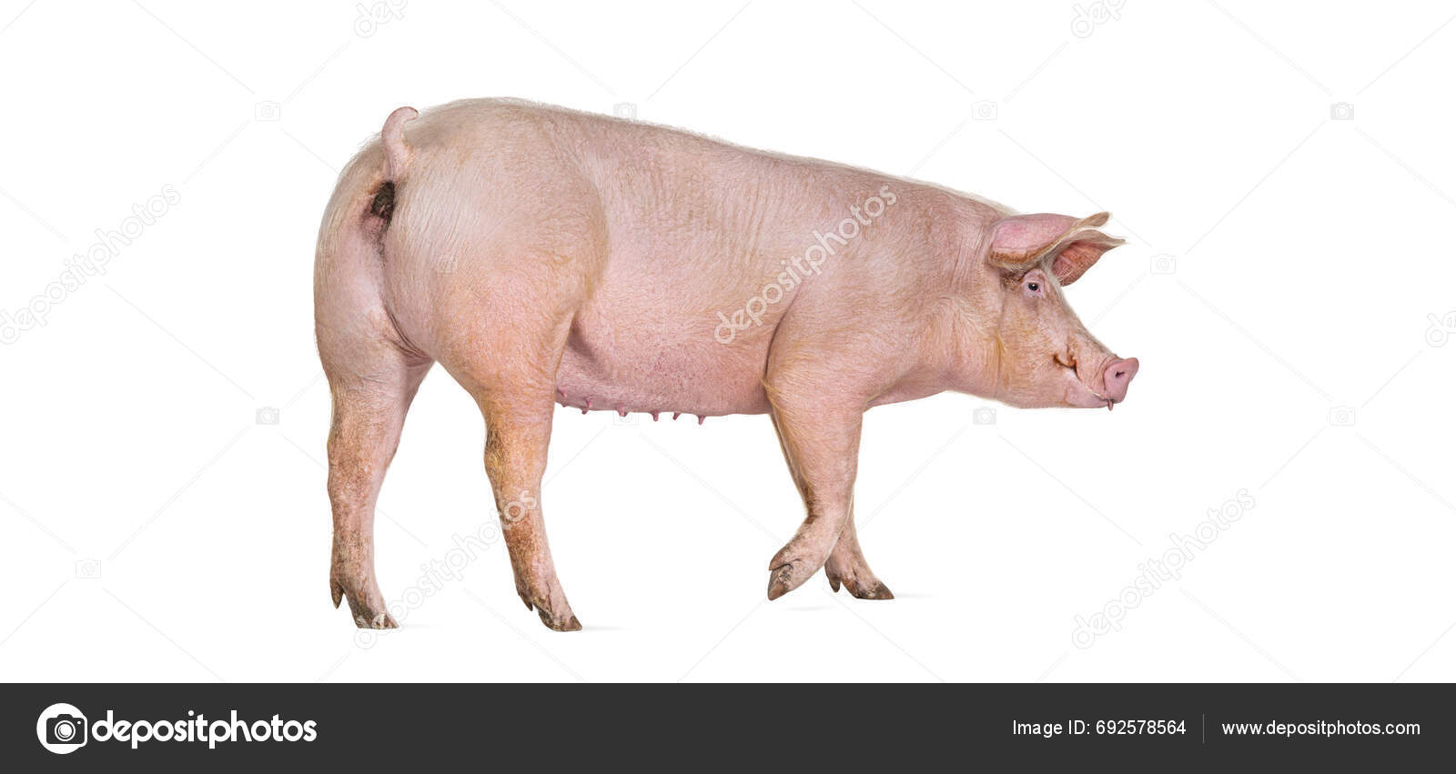 Rear View Domestic Pig Walking Looking Camera Isolated White — Stock ...