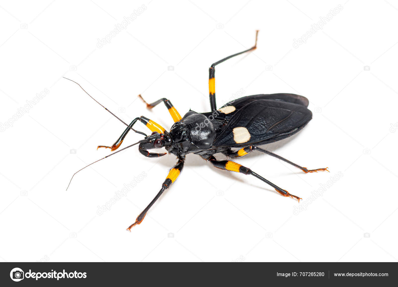 Adult Two Spotted Assassin Bug Platymeris Biguttatus Isolated — Stock ...