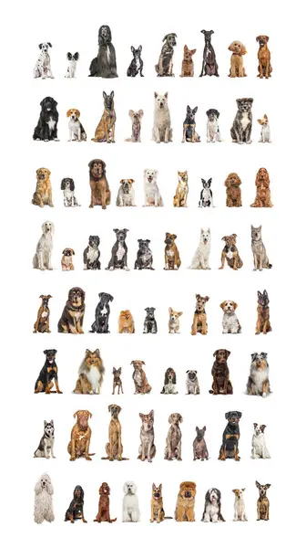 Dog breeds collage Stock Photos, Royalty Free Dog breeds collage Images | Depositphotos
