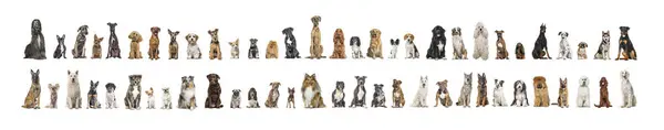 Dog breeds collage Stock Photos, Royalty Free Dog breeds collage Images | Depositphotos