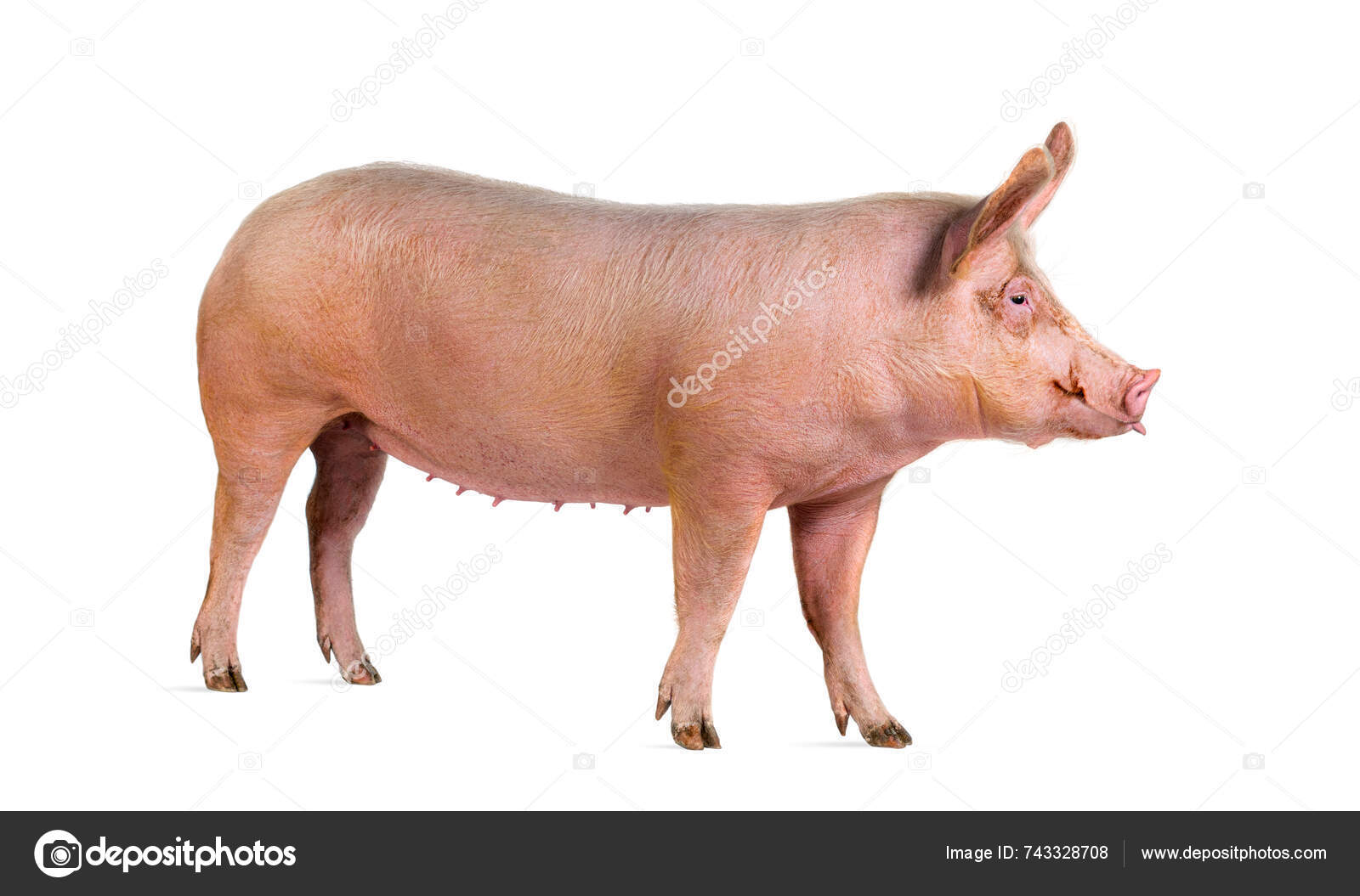 Side View Domestic Pig Isolated White — Stock Photo © lifeonwhite ...