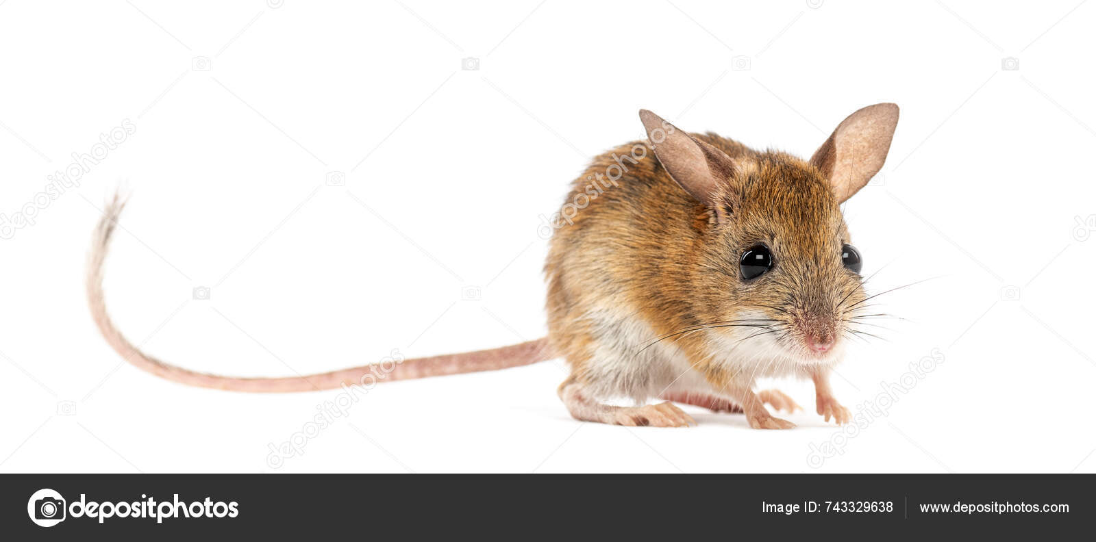 Spinifex Hopping Mouse Notomys Alexis Long Tail Standing White ...