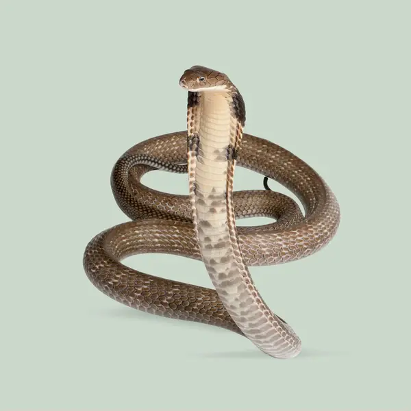 Snake Photos & Wildlife Stock Pictures | Depositphotos