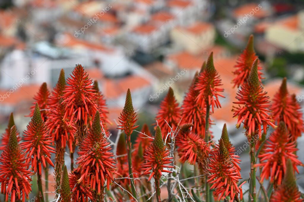 Planta de aloe en flor. Espectacular altura de color naranja brillante ...