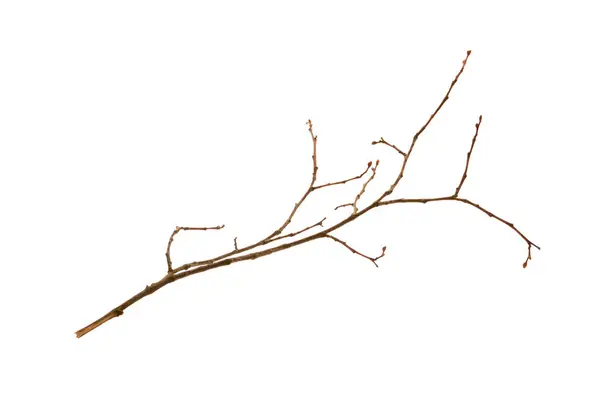 Twig Stock Photos, Royalty Free Twig Images | Depositphotos