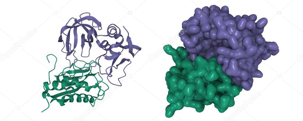 Matriz metaloproteinasa-3 (verde) e inhibidor tisular del complejo ...