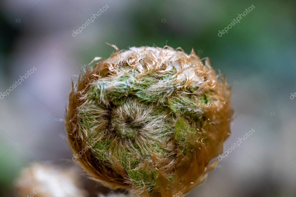 Dryopteris filix-mas flor que crece en el bosque 2023