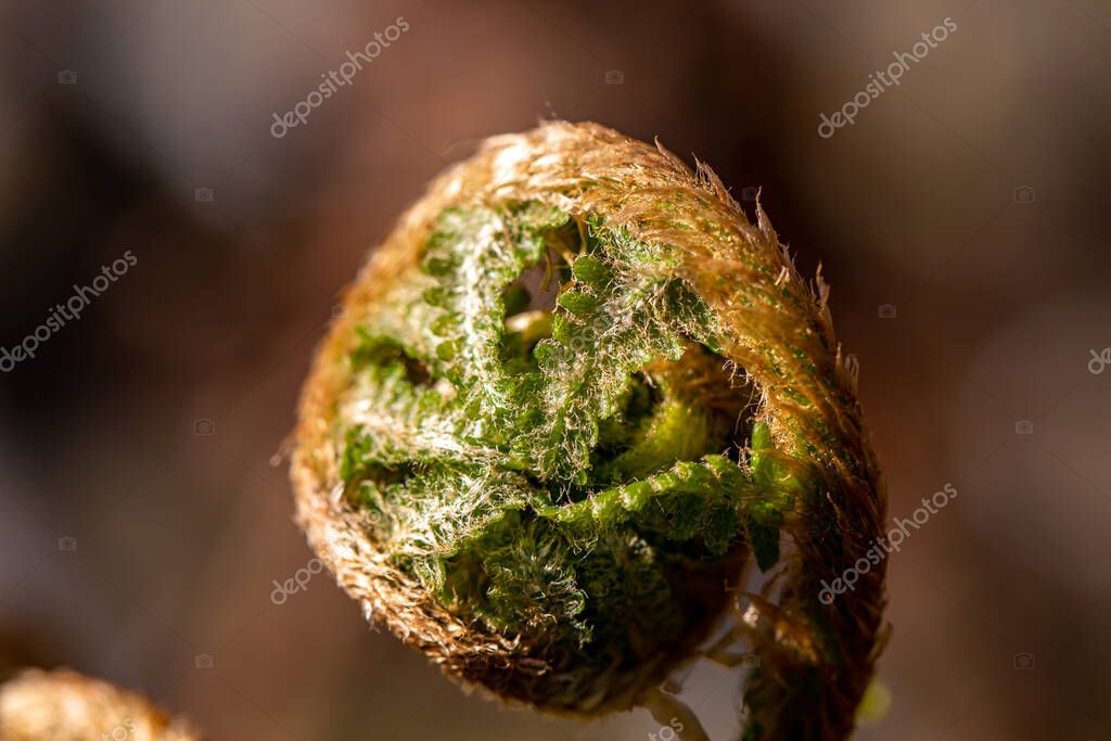 Dryopteris filix-mas flor que crece en el bosque 2023