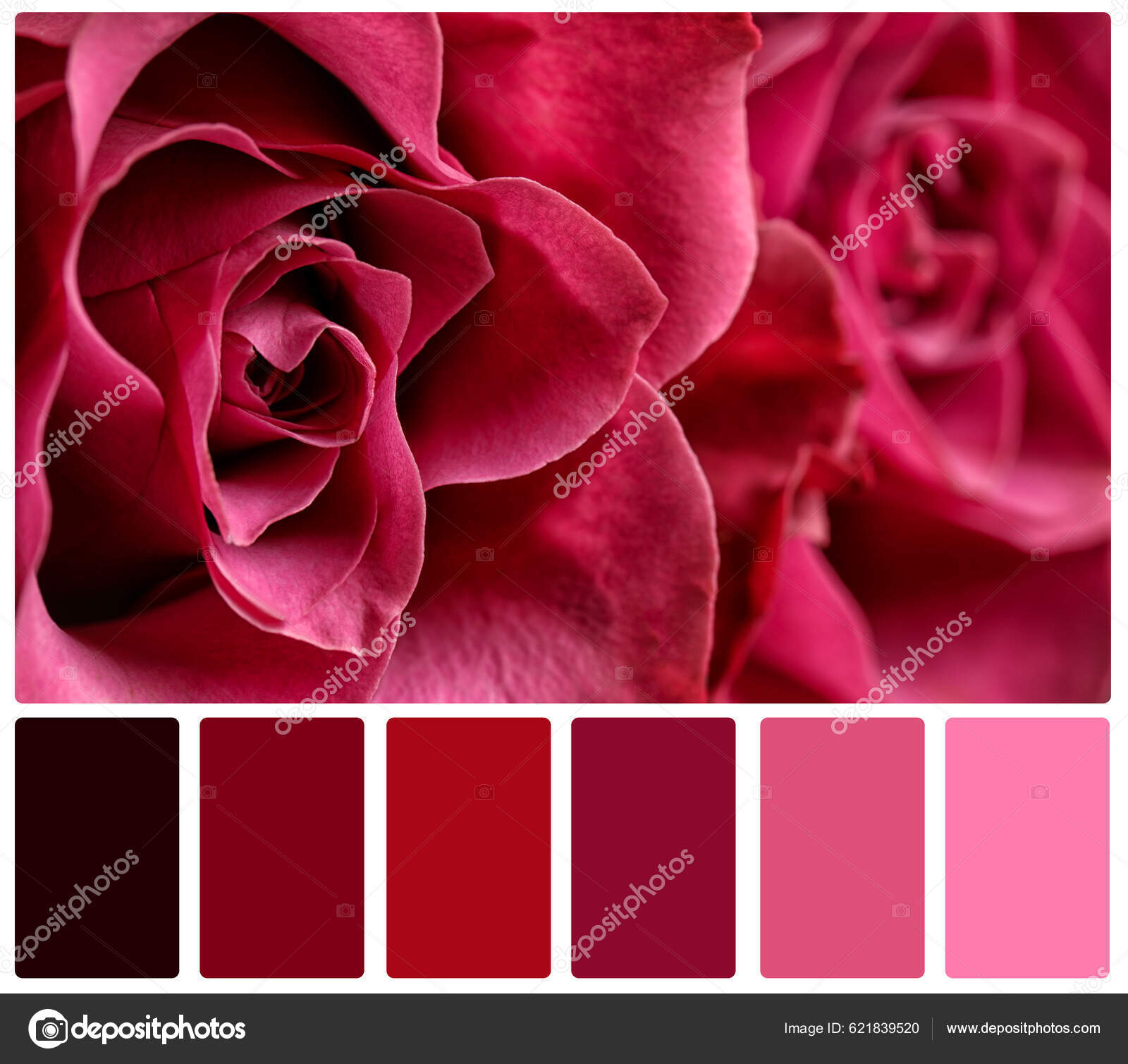 Belas Rosas Frescas Paleta Cores Colagem — Fotografia de stock ...