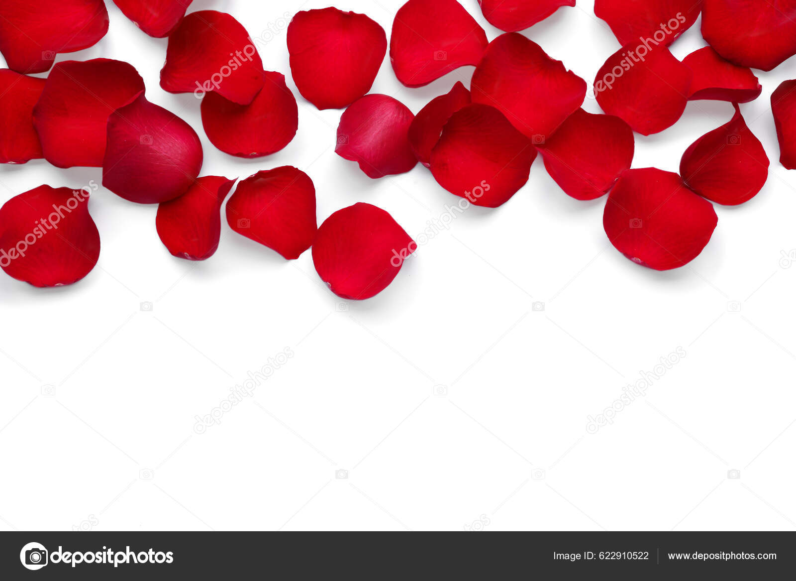 Red Rose Petals White Background Top View — Stock Photo © NewAfrica ...