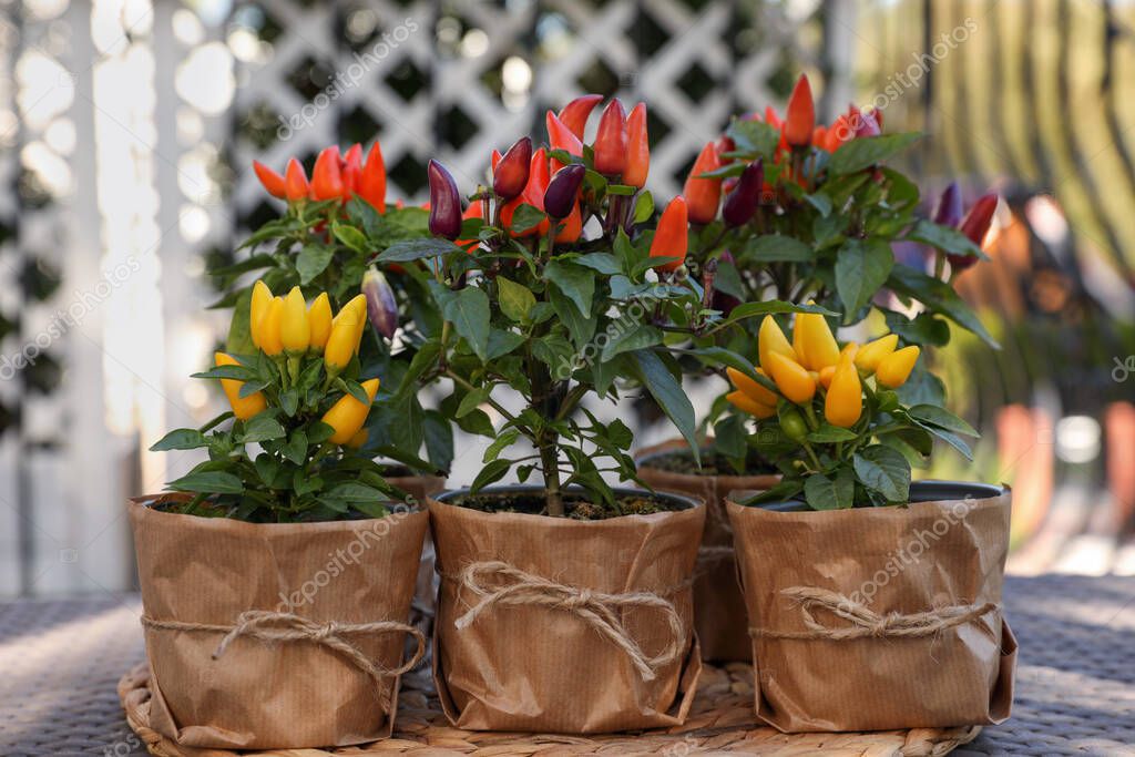 Plantas de Capsicum annuum. Muchos chiles multicolores en maceta en la ...