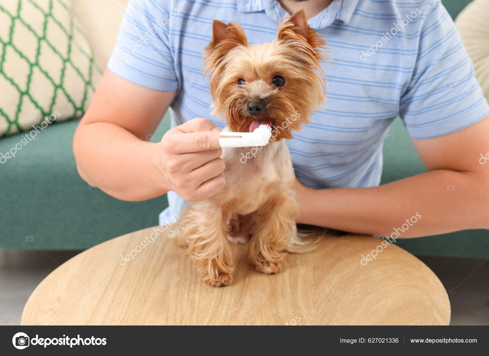 Healthy Yorkie Teeth